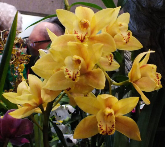 Cymbidium | The Canadian Orchid Congress